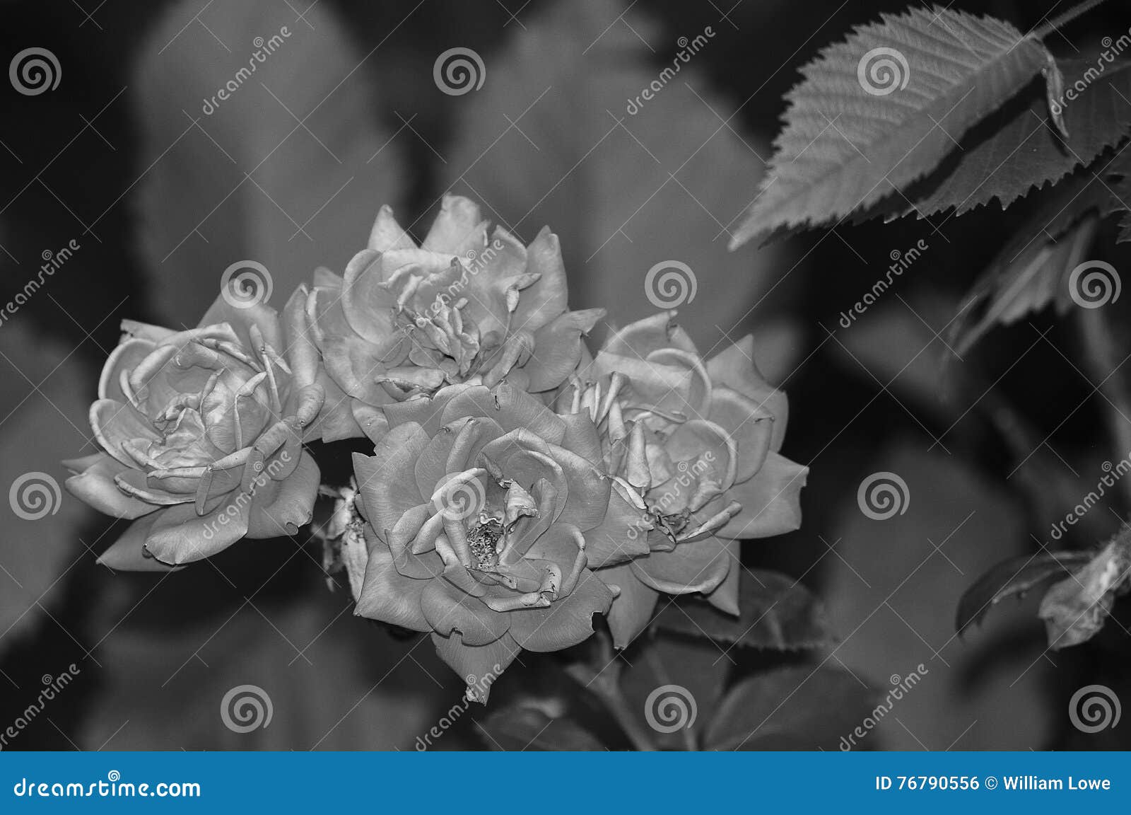 Desaturated roses stock photo. Image of flowers, shrub - 76790556