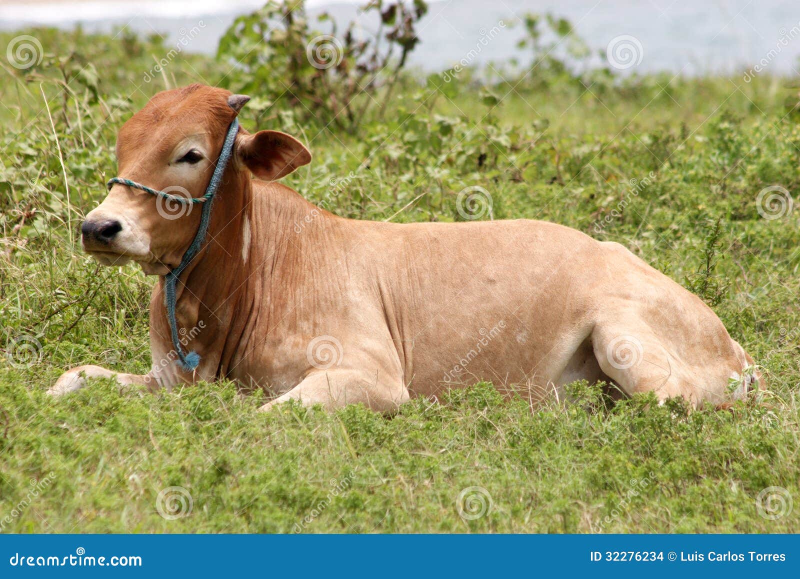 Descanso da vaca foto de stock. Imagem de gebo, couro - 32276234
