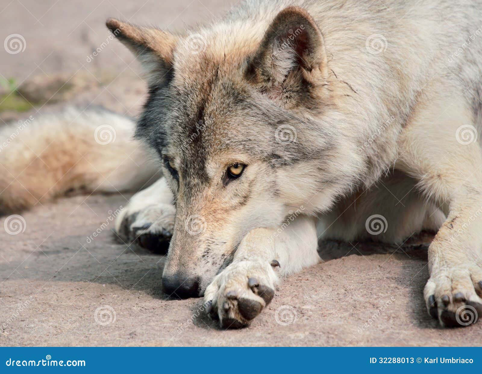 Descanso do lobo imagem de stock. Imagem de beleza, descansar - 32288013