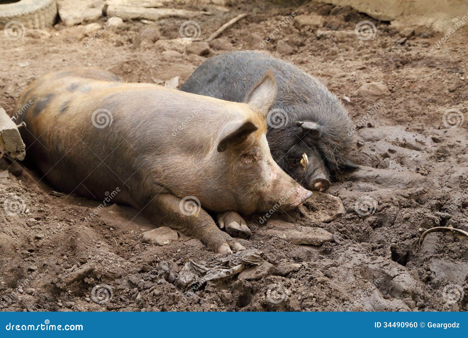 Descanso Do Porco E Do Javali Foto de Stock - Imagem de cara, fundo ...