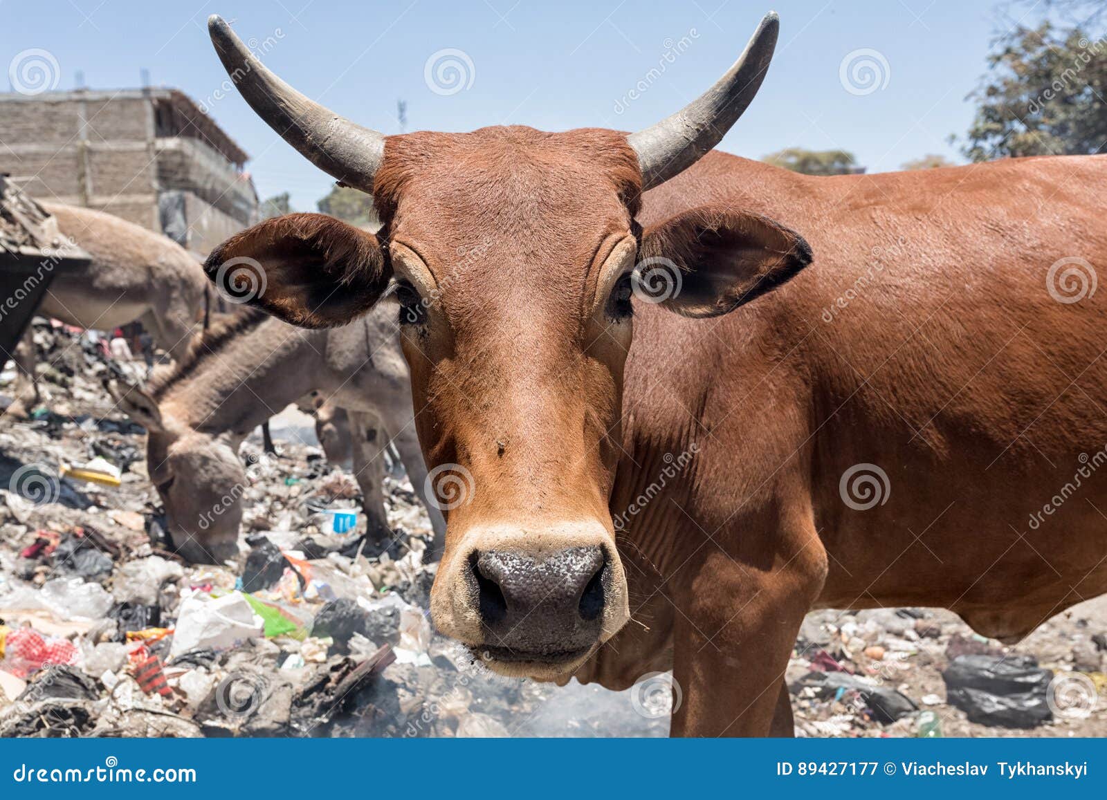 Descarga De Basura De La Vaca Imagen de archivo - Imagen de tierra ...