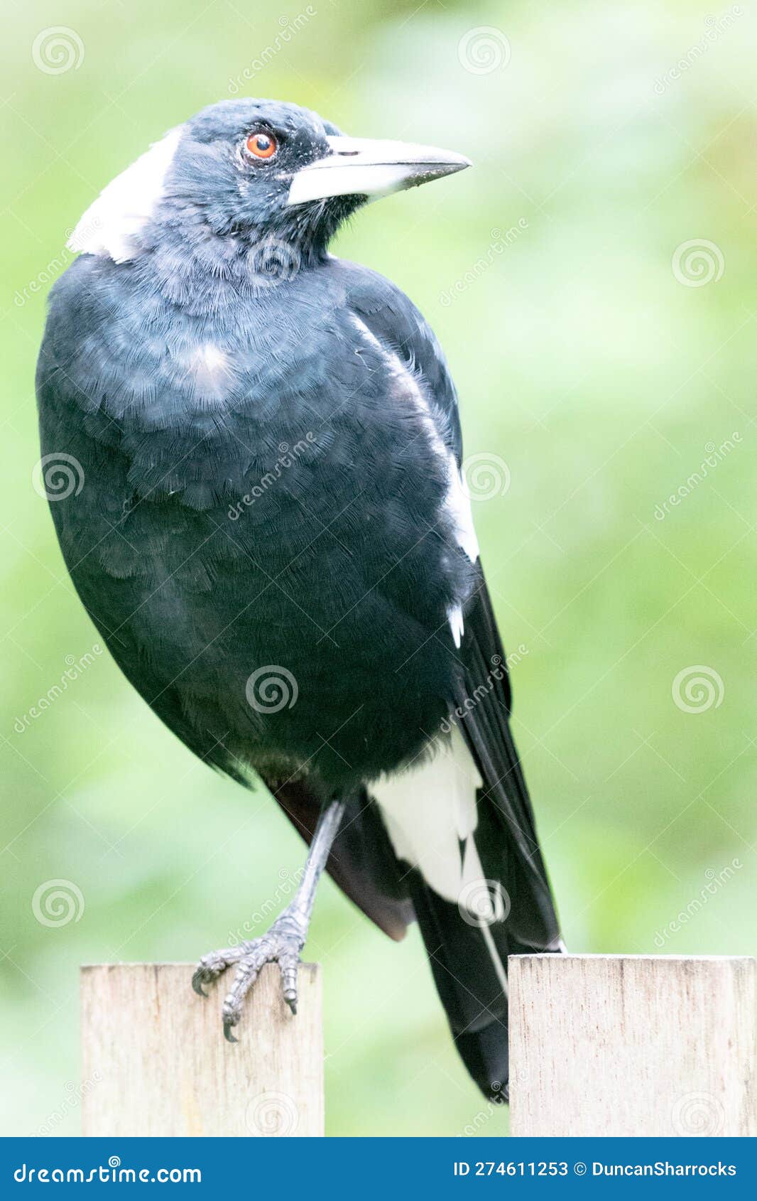 Australian Magpie in Sydney Stock Image - Image of generally, branch ...