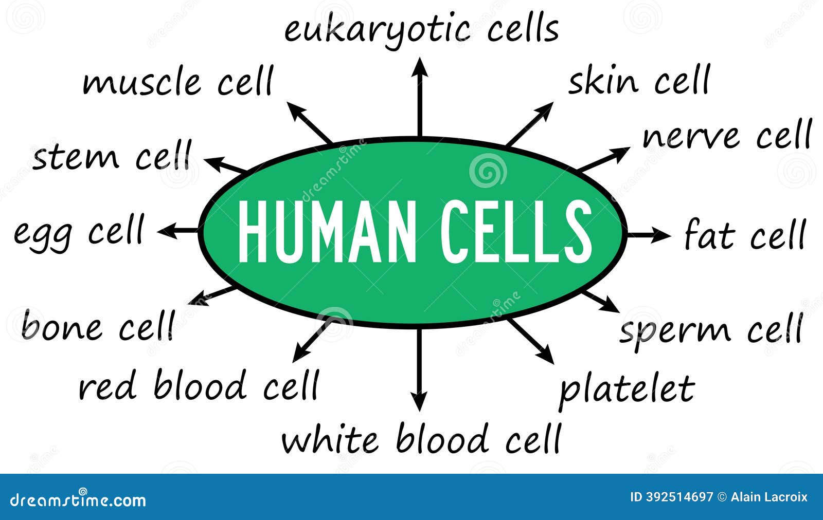 Platelet Human Cell Vector Illustration | CartoonDealer.com #280799202