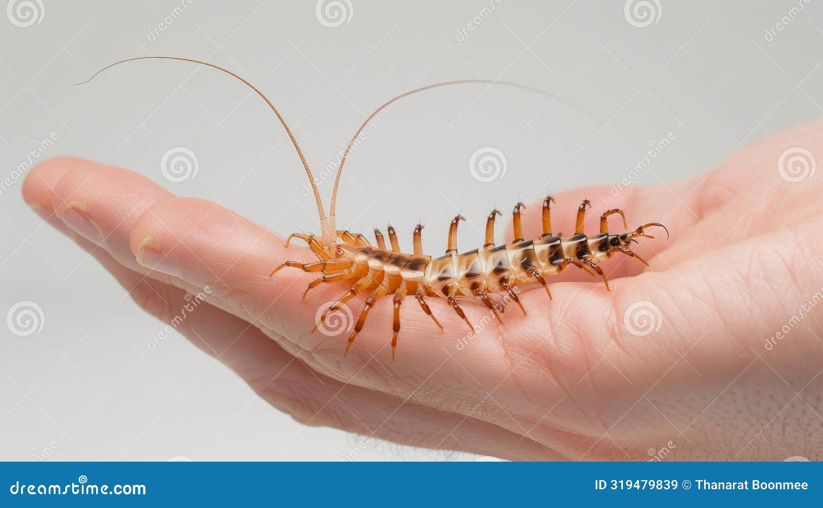 Description Surreal Mini Centipede Crawls on a Hand, White Background ...