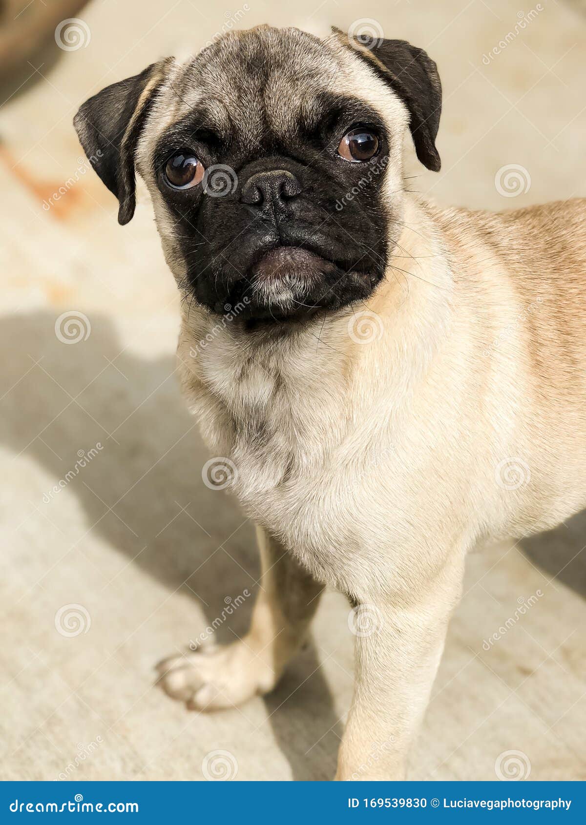 Cute sad looking Pug puppy stock photo. Image of physically - 169539830