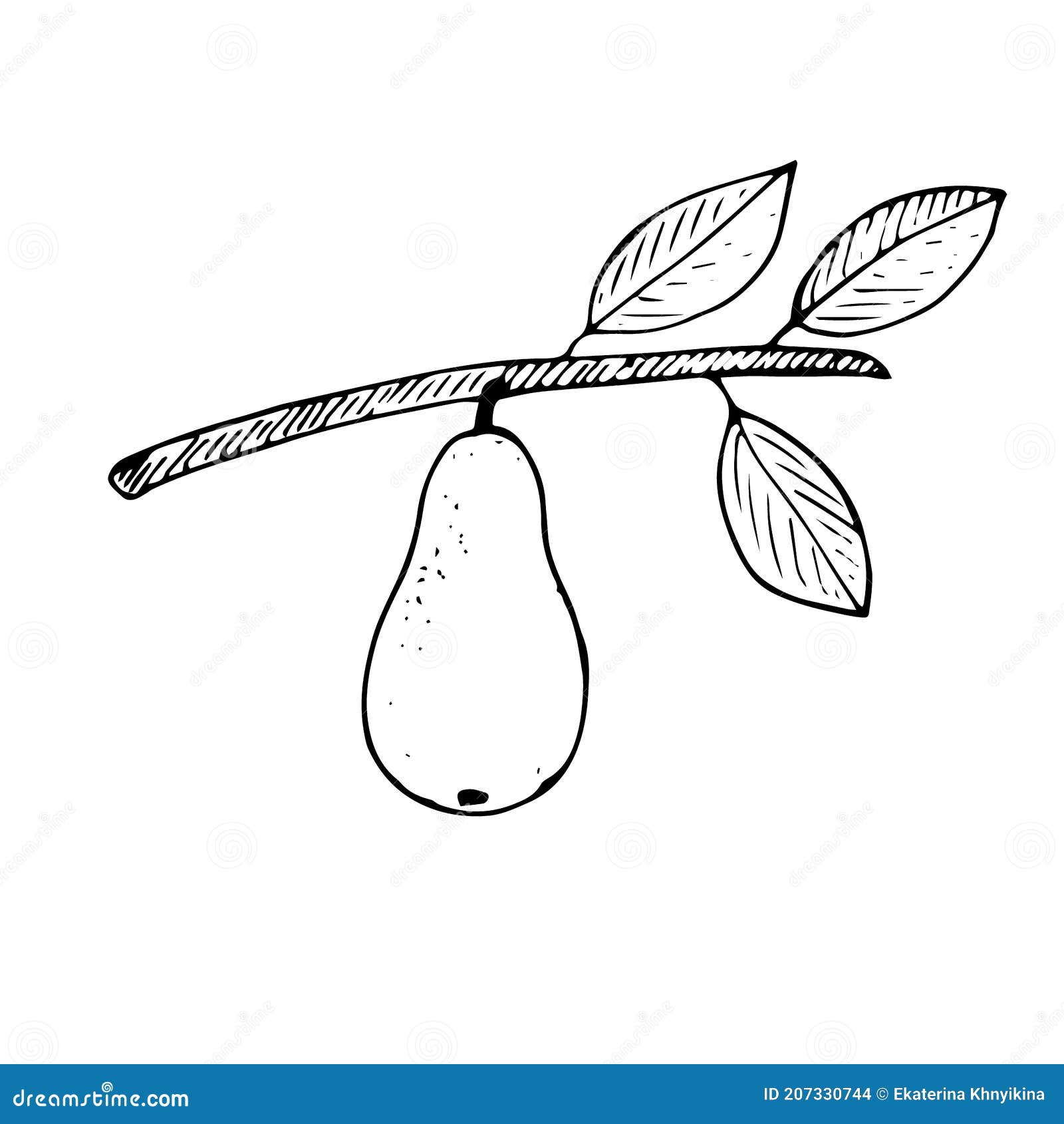 Desenho De Desenho Manual De Desenho Do Vetor De Desenho De Pera ...