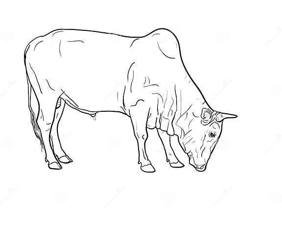 Desenho do boi ilustração do vetor. Ilustração de potência - 59619491