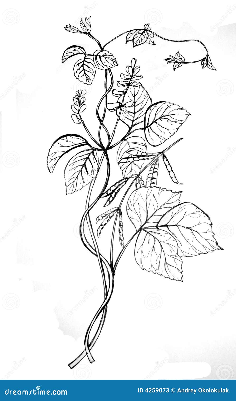 Soybean Coloring Coloring Pages