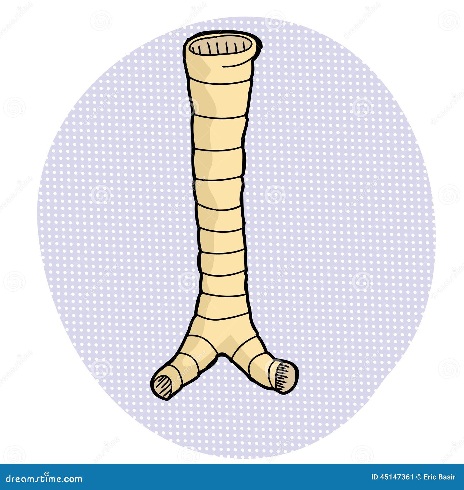 Desenho humano da traqueia ilustração do vetor. Ilustração de traqueia ...