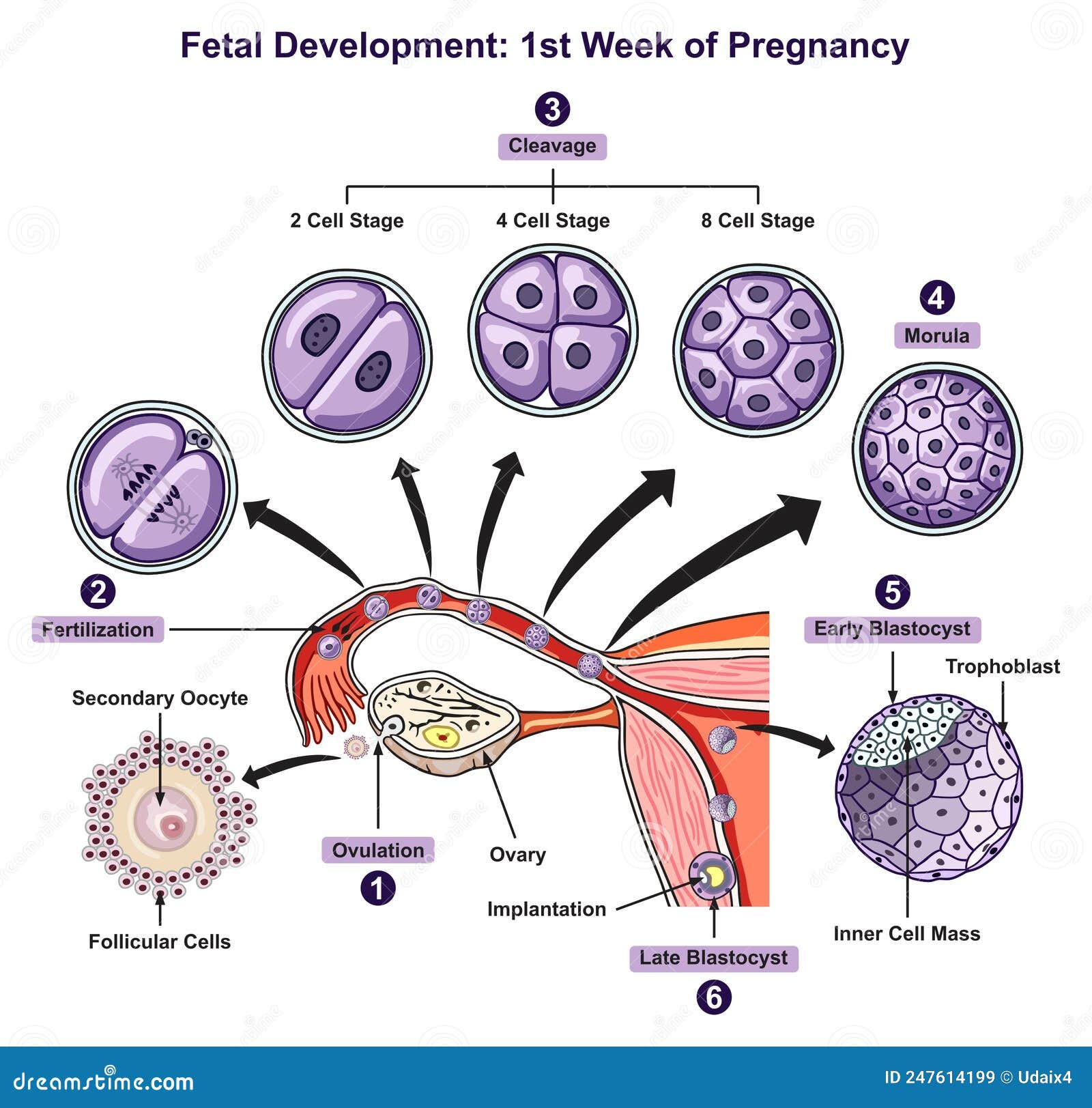 Desenvolvimento Fetal Na Primeira Semana De Gravidez Diagrama