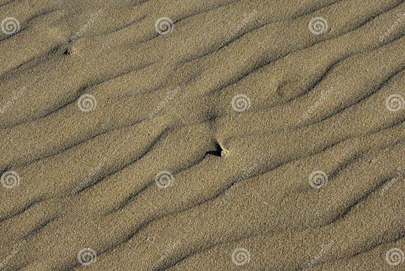 Desert stock image. Image of nature, sandy, beige, isolated - 2460471