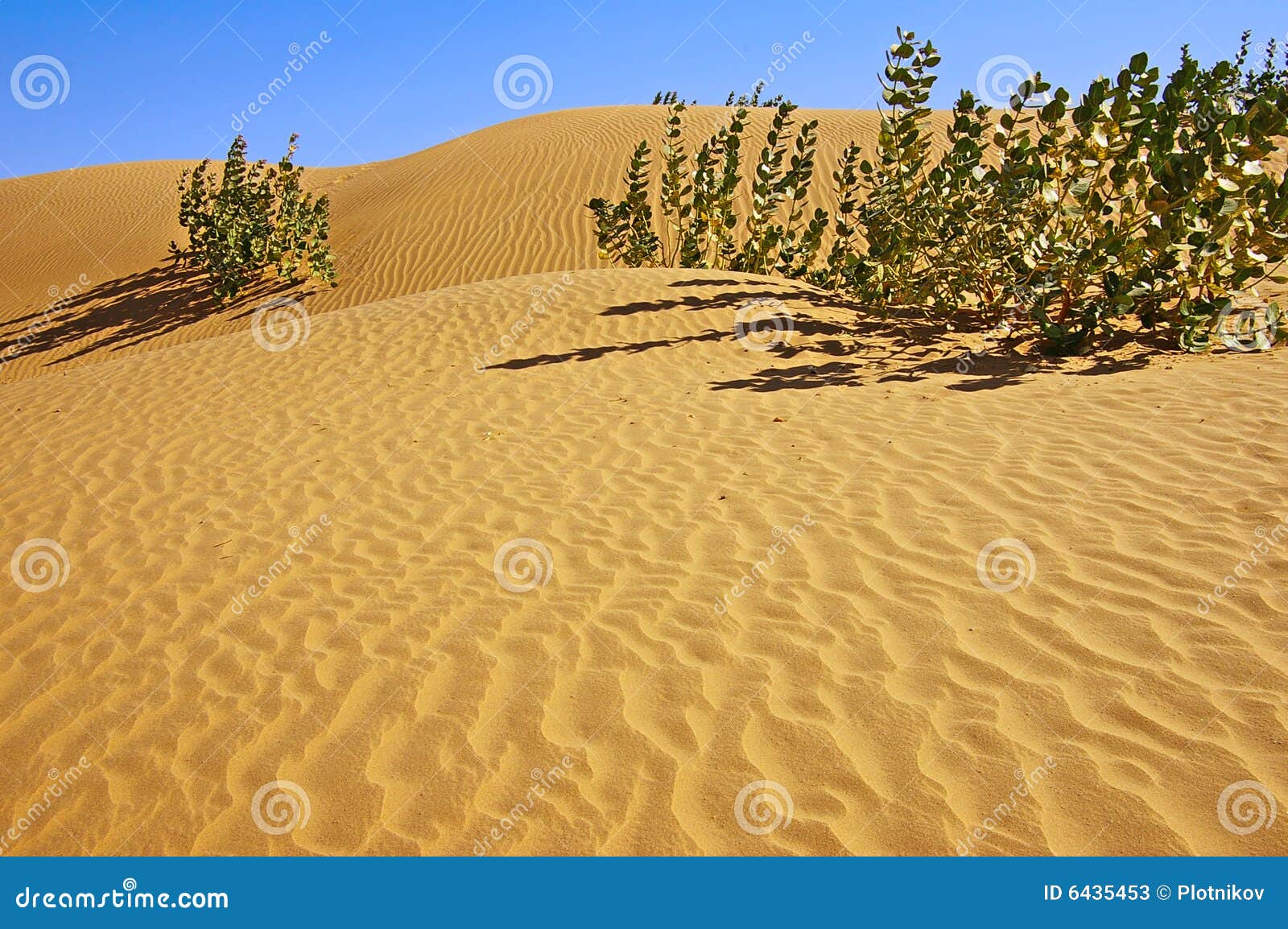 Desert stock image. Image of india, exotic, adventure - 6435453