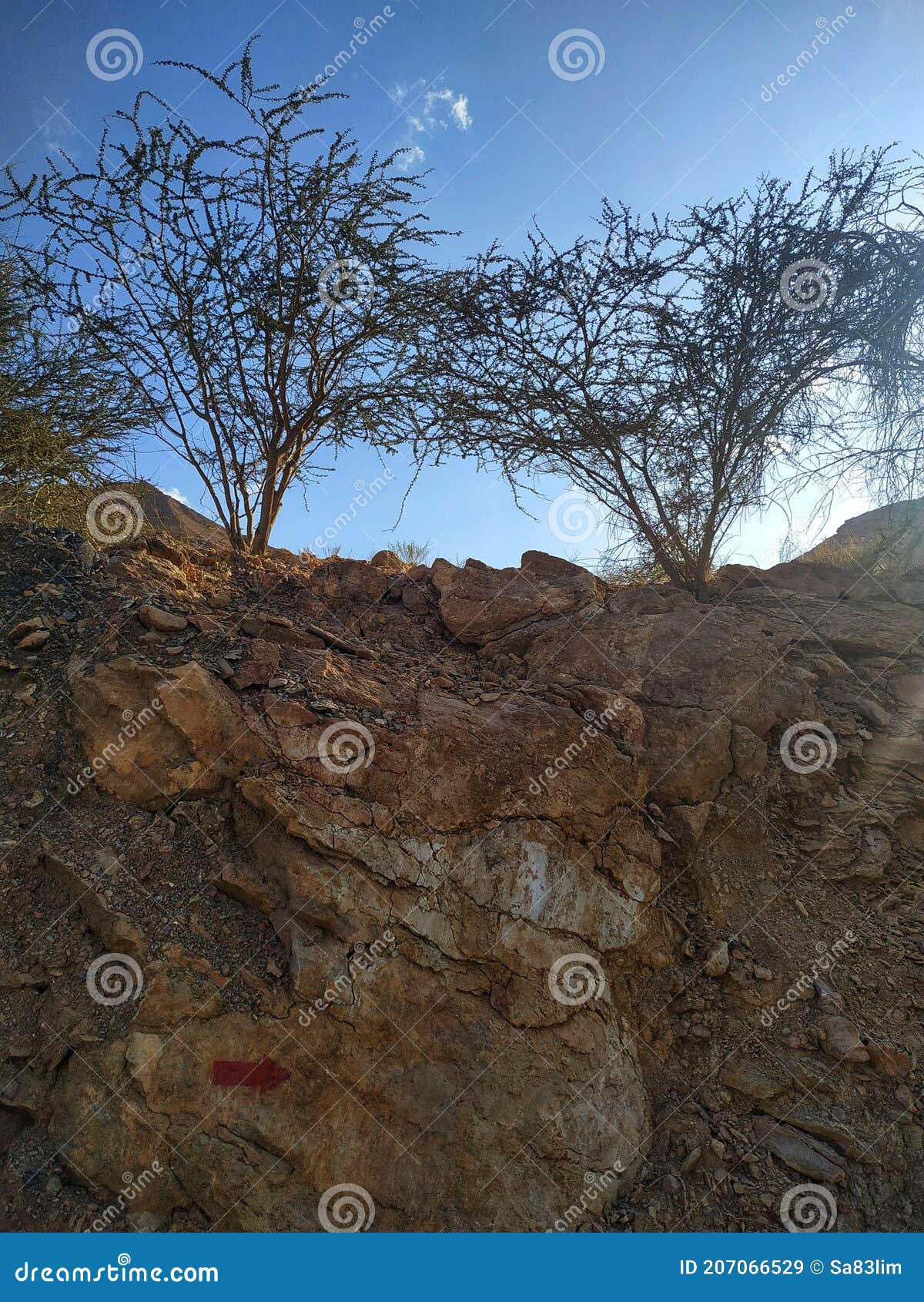 Desert Acacia Tree on Mountains , Oman Stock Image - Image of landscape ...