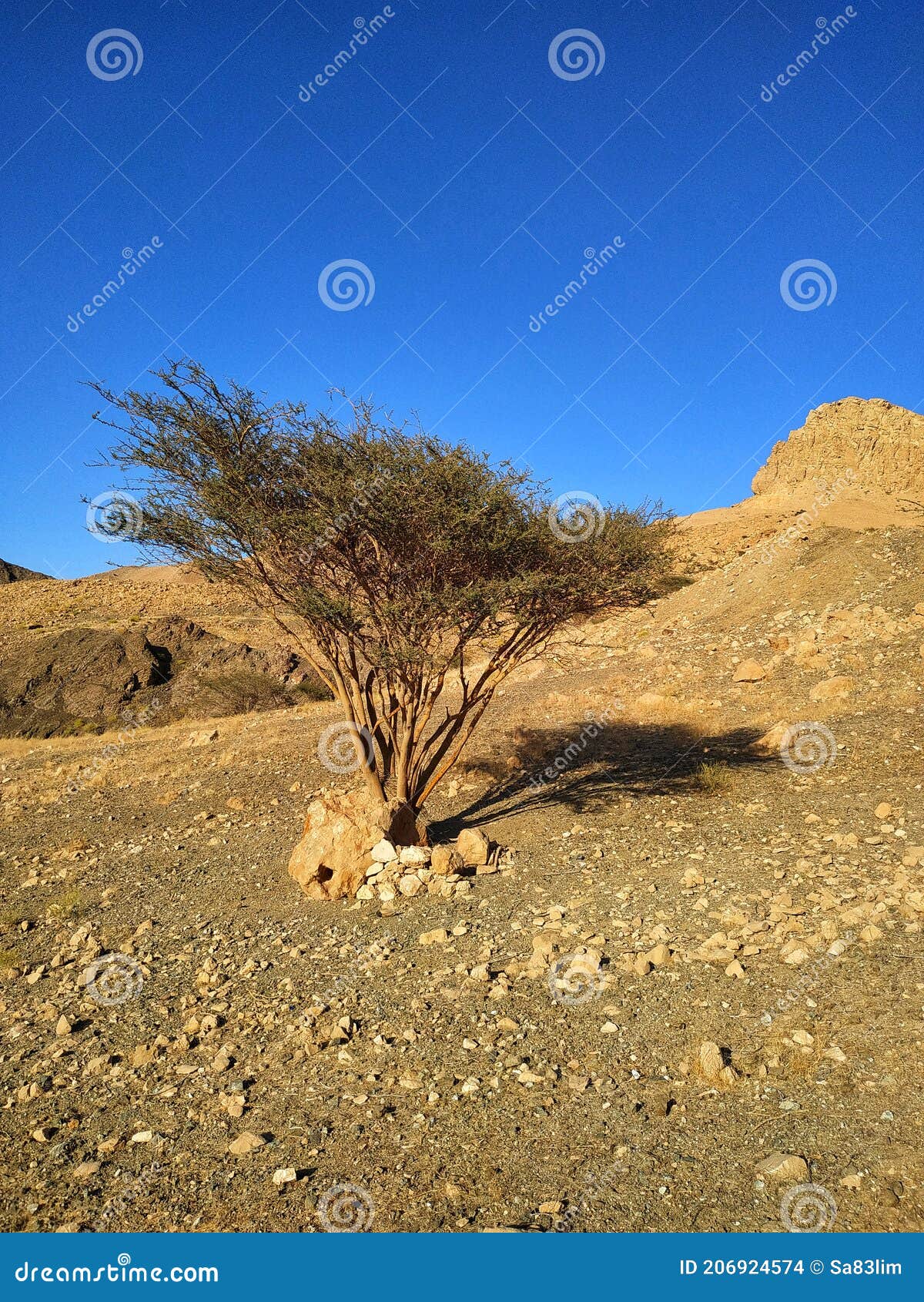 Desert Acacia tree , Oman stock photo. Image of badlands - 206924574