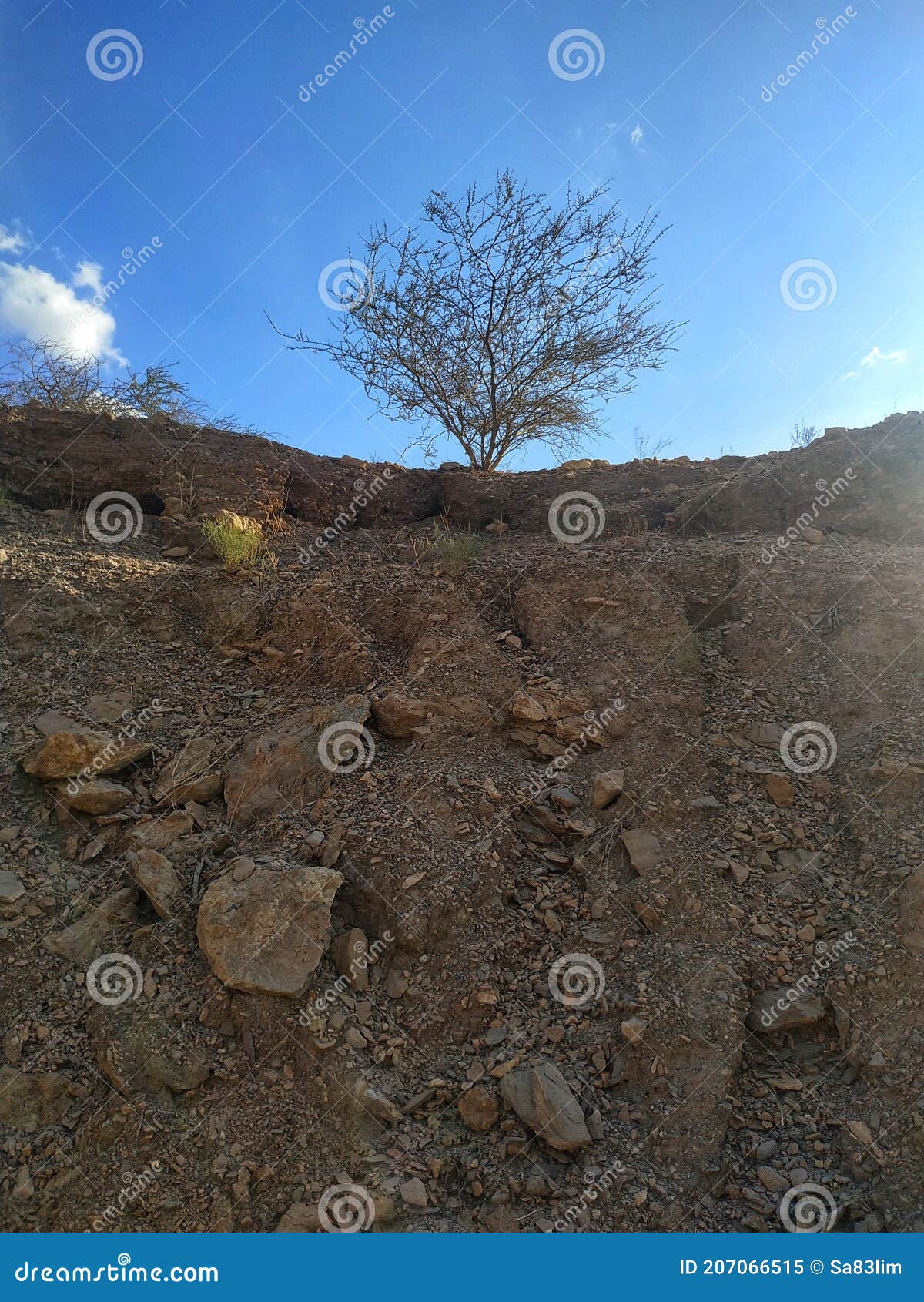 Desert Acacia Tree on Mountains , Oman Stock Image - Image of landscape ...