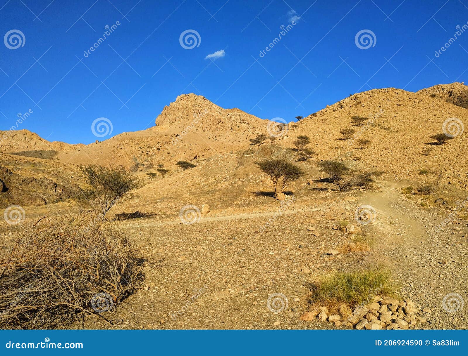 Desert Acacia Trees on Mountains , Oman Stock Photo - Image of acacia ...