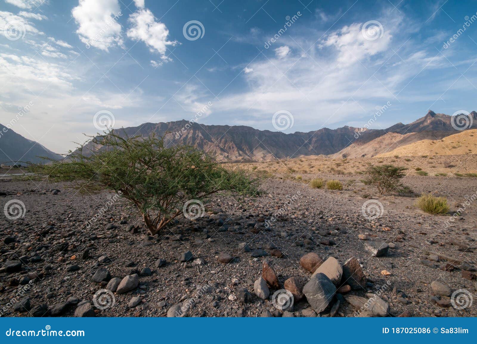 Desert Acacia Tree in Rustaq Mountains, Oman Stock Photo - Image of ...