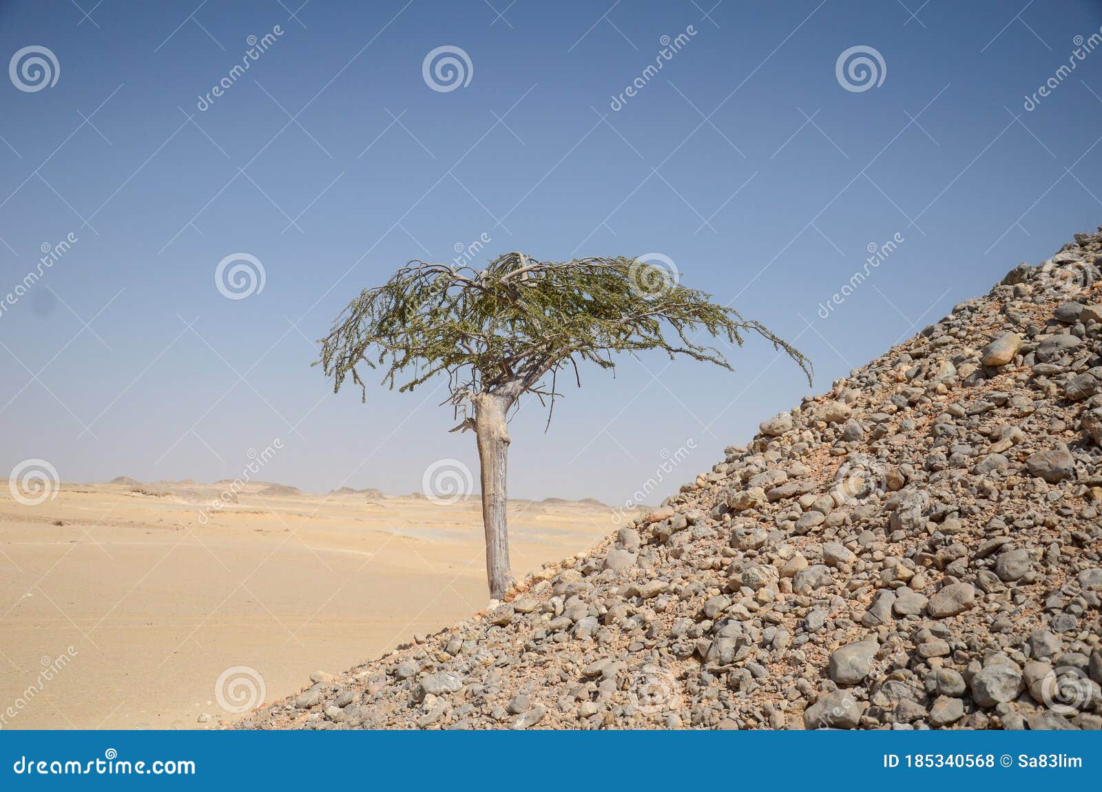 Desert Acacia tree stock photo. Image of african, tree - 185340568