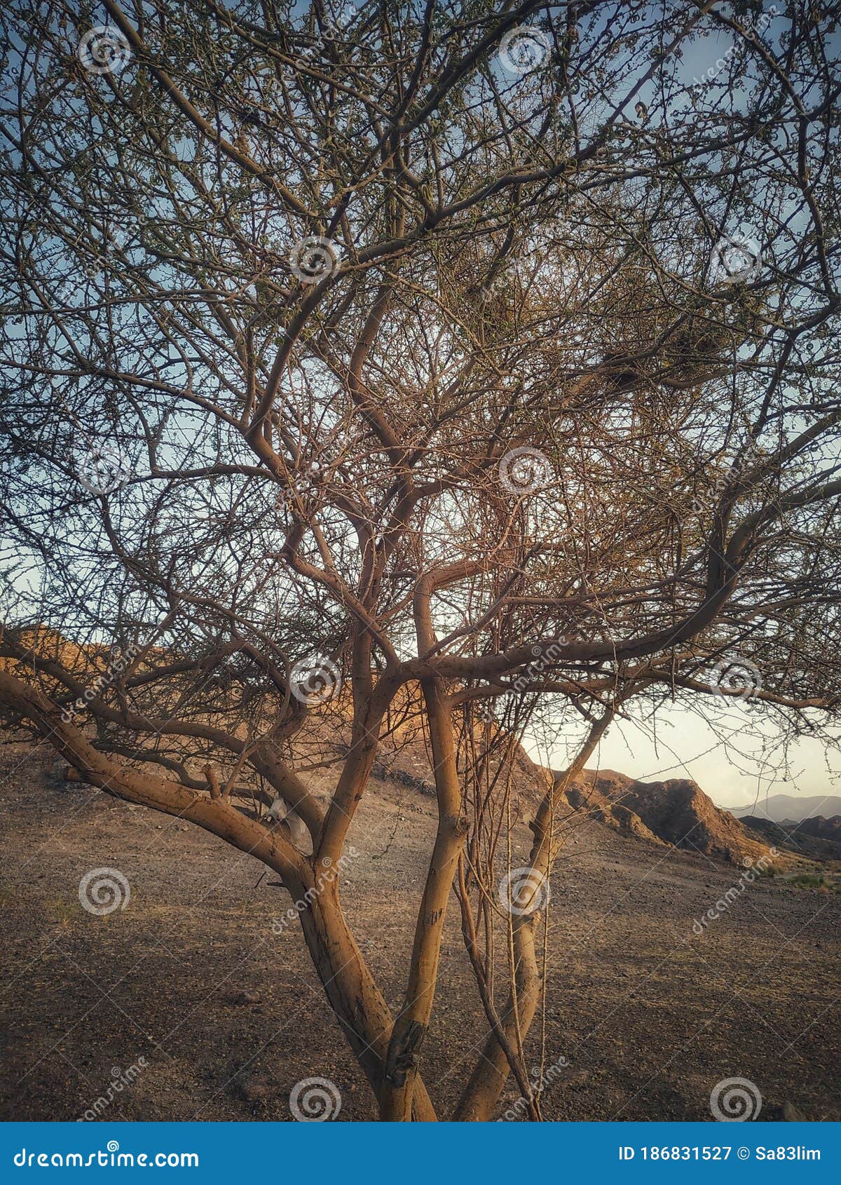 Desert Acacia Tree, Sultanate of Oman Stock Image - Image of wadi, oman ...