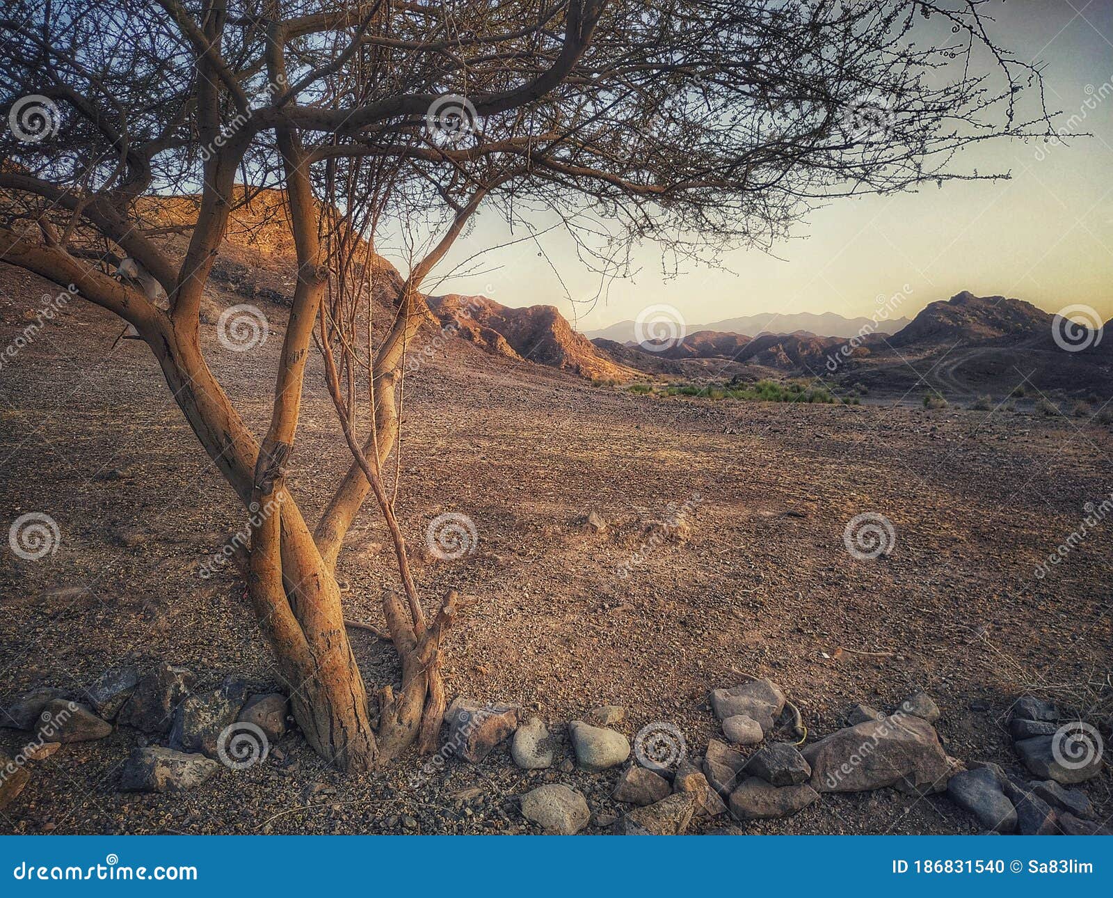 Desert Acacia Tree, Sultanate of Oman Stock Photo - Image of sunlight ...