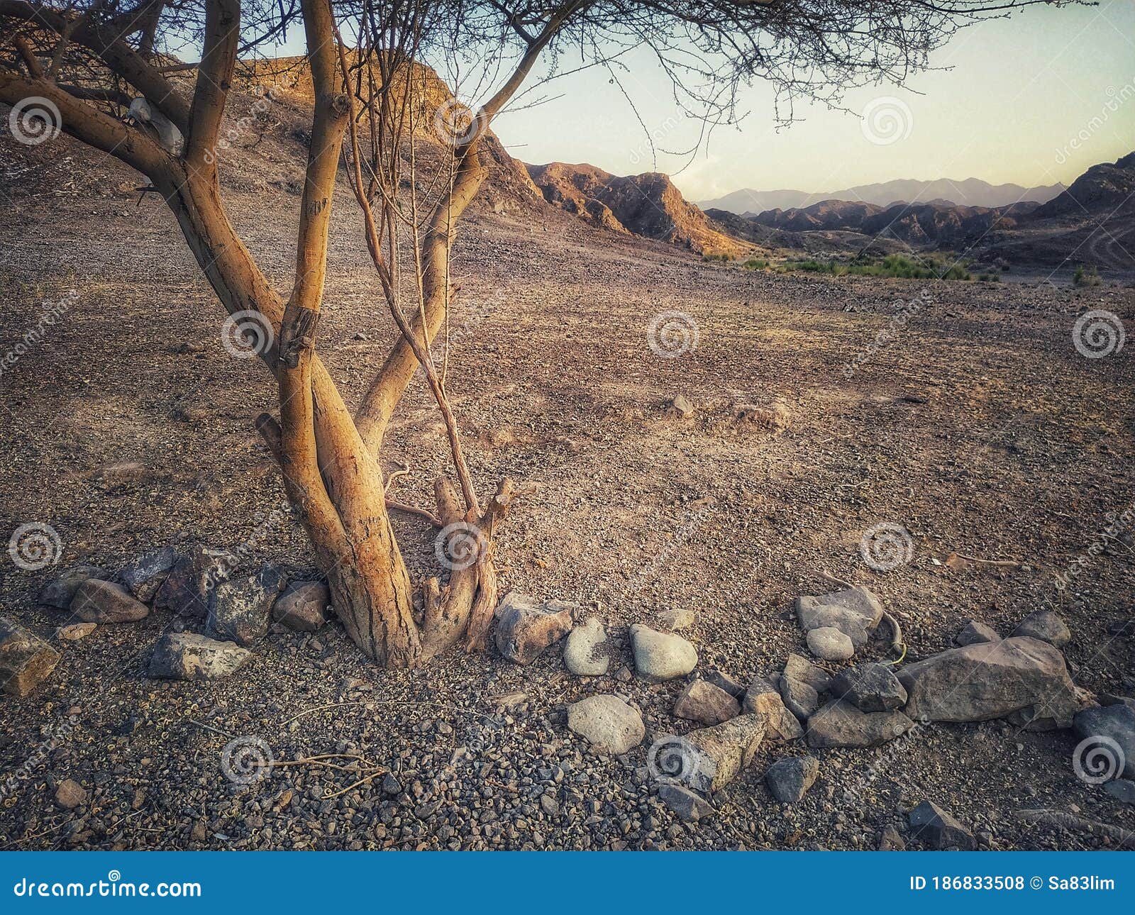 Desert Acacia Tree, Sultanate of Oman Stock Photo - Image of oman ...
