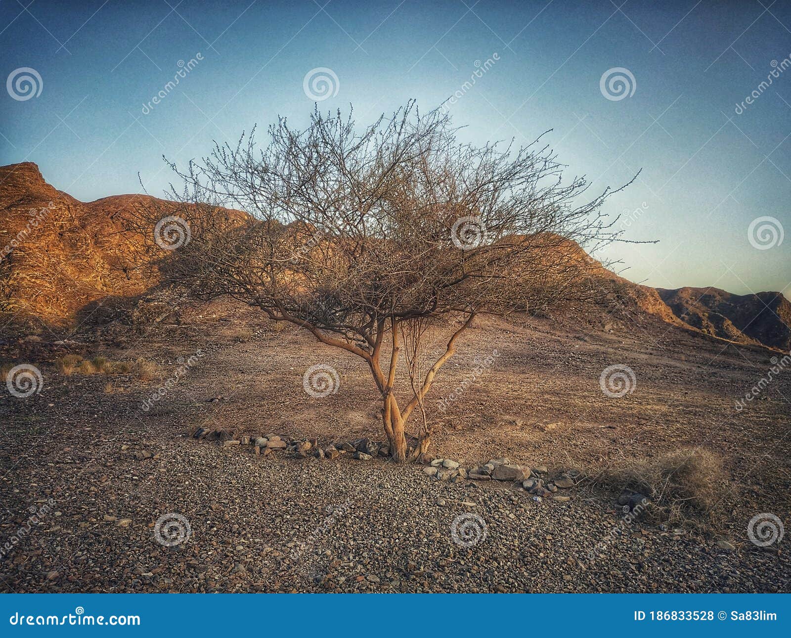 Desert Acacia Tree, Sultanate of Oman Stock Photo - Image of leaf, wadi ...