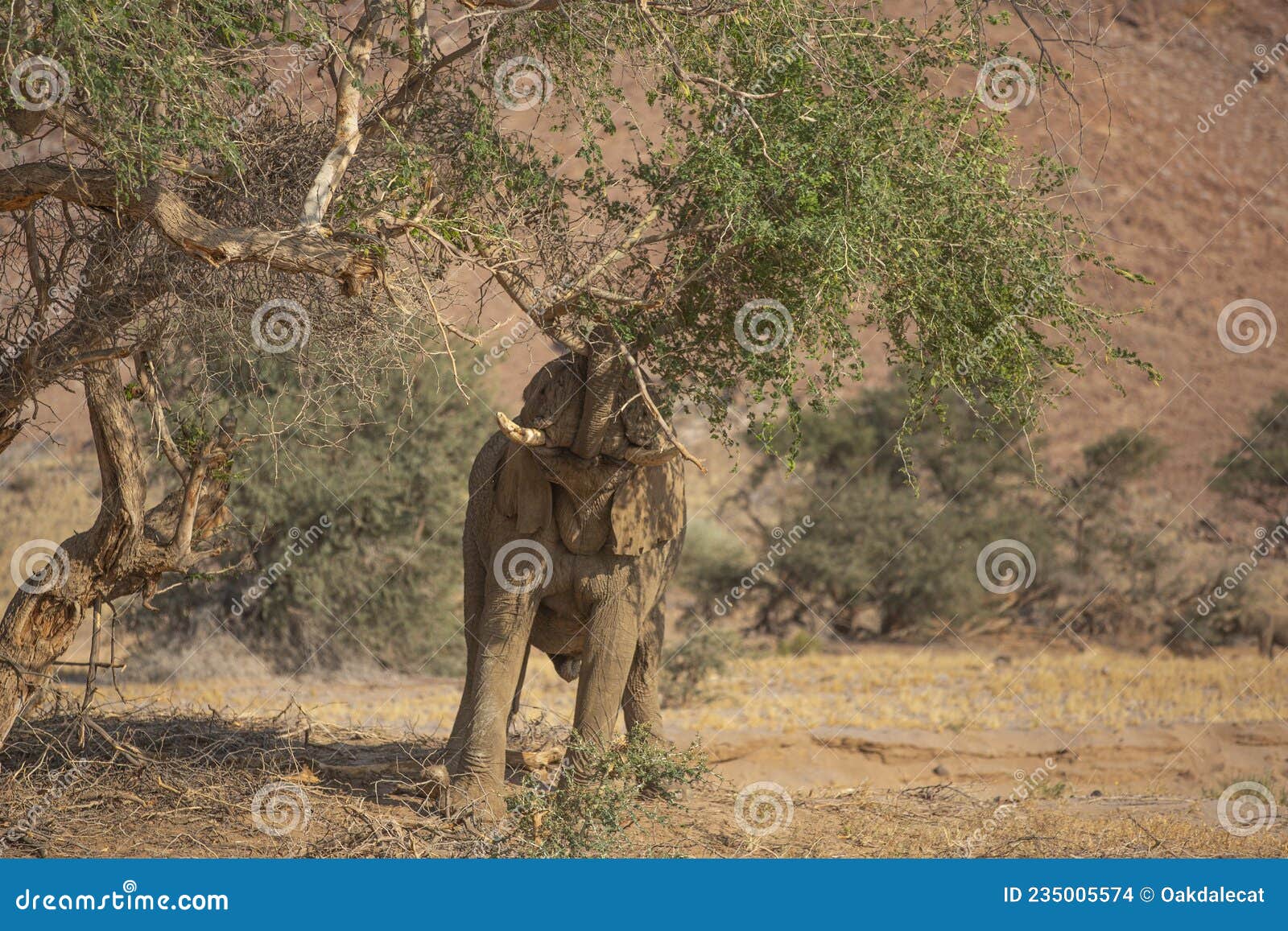 Desert Adapted Elephant Pulling Down Tree with Trunk Stock Photo ...