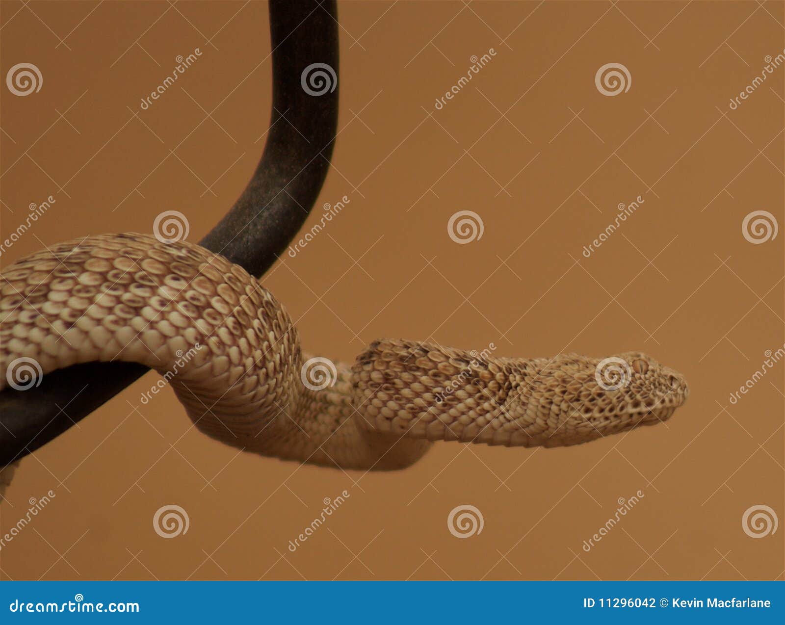 Desert adder or sidewinder stock photo. Image of poison - 11296042