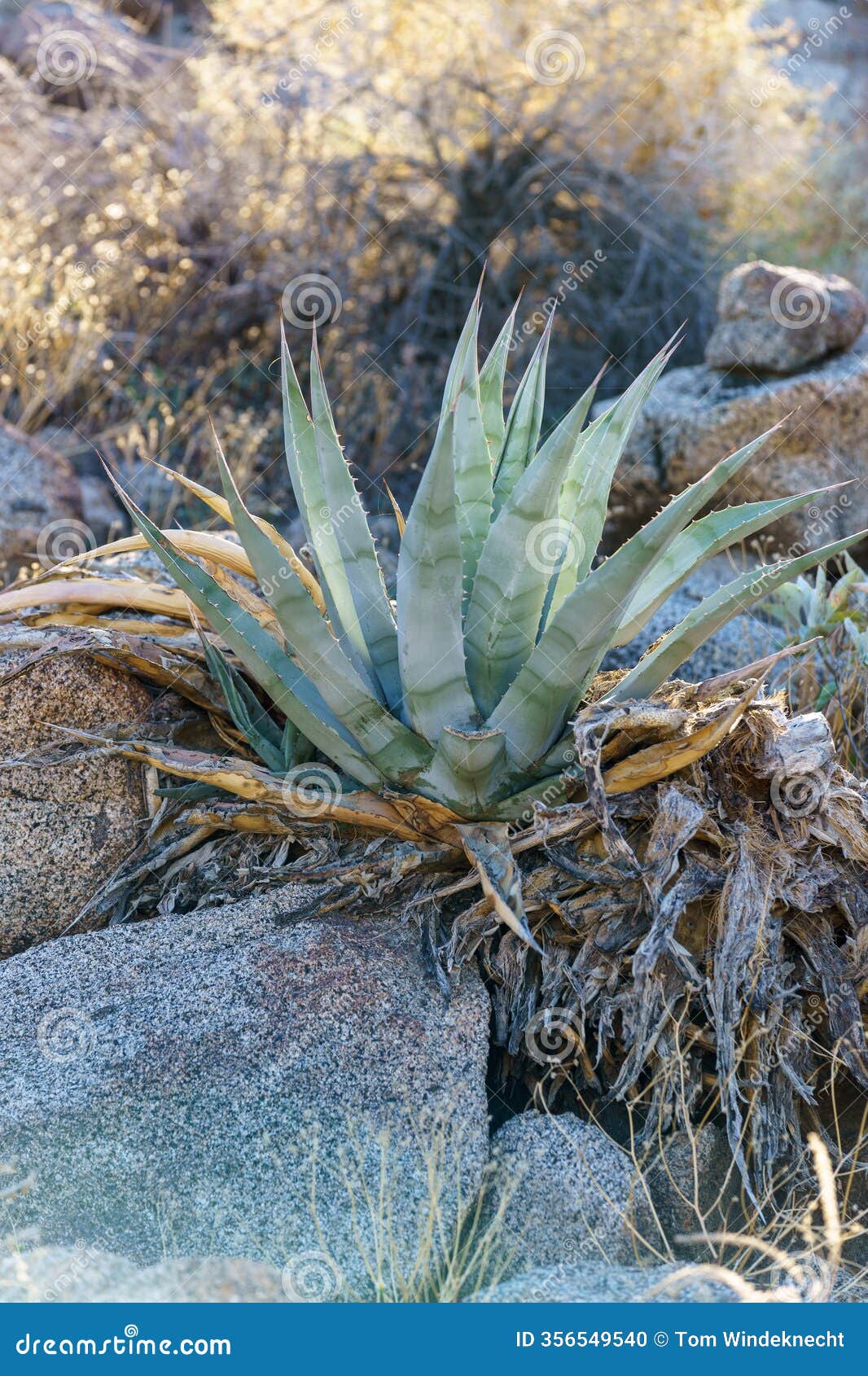 Desert Agave Cactus Growing in Rocks Stock Photo - Image of spiked ...