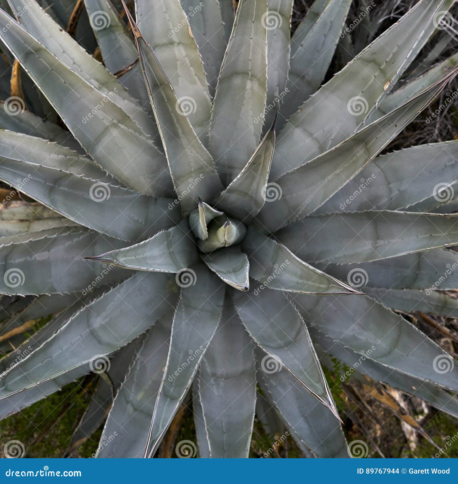 Desert agave stock photo. Image of point, desert, plant - 89767944