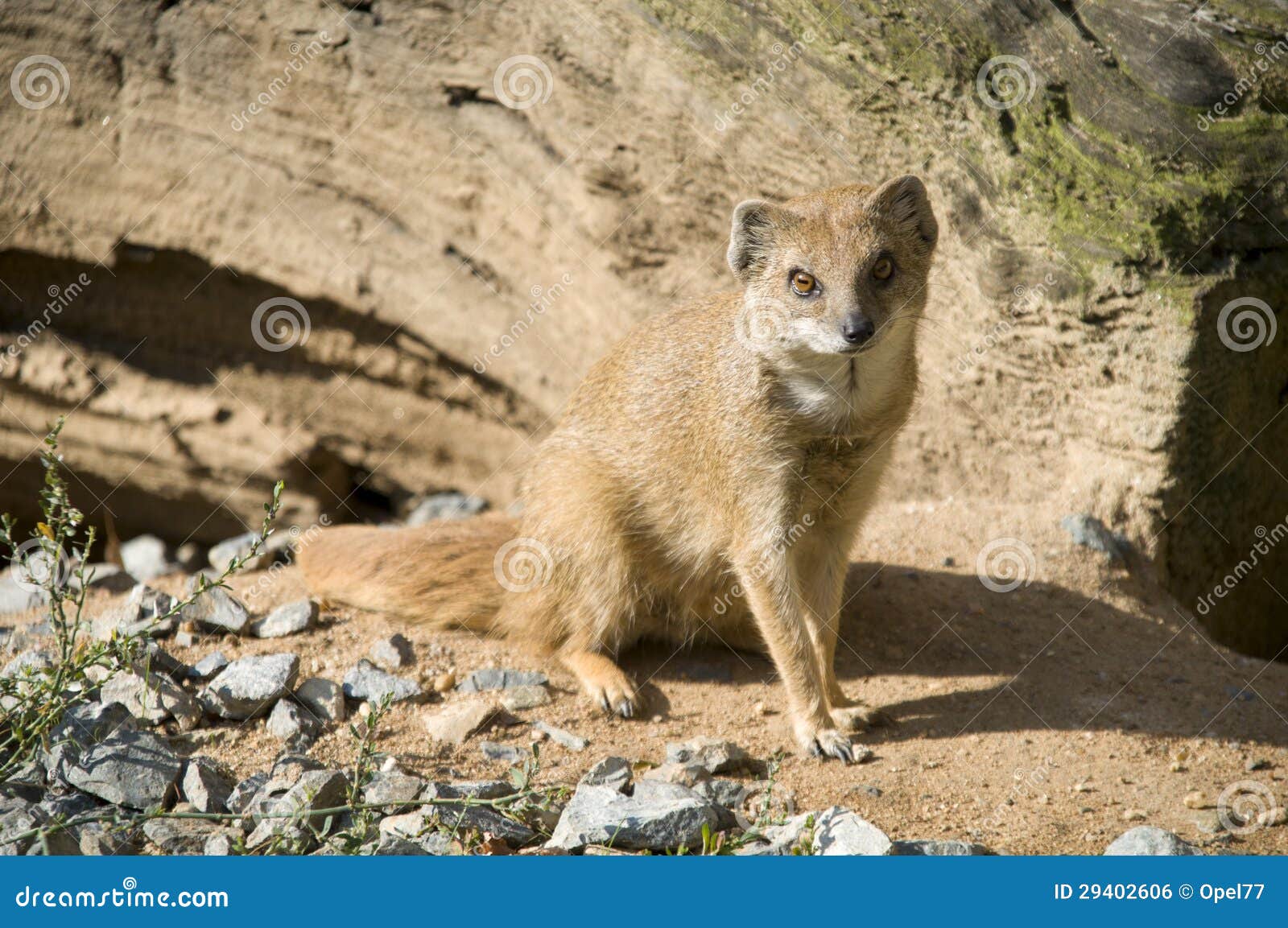Desert animal stock photo. Image of animal, predator - 29402606