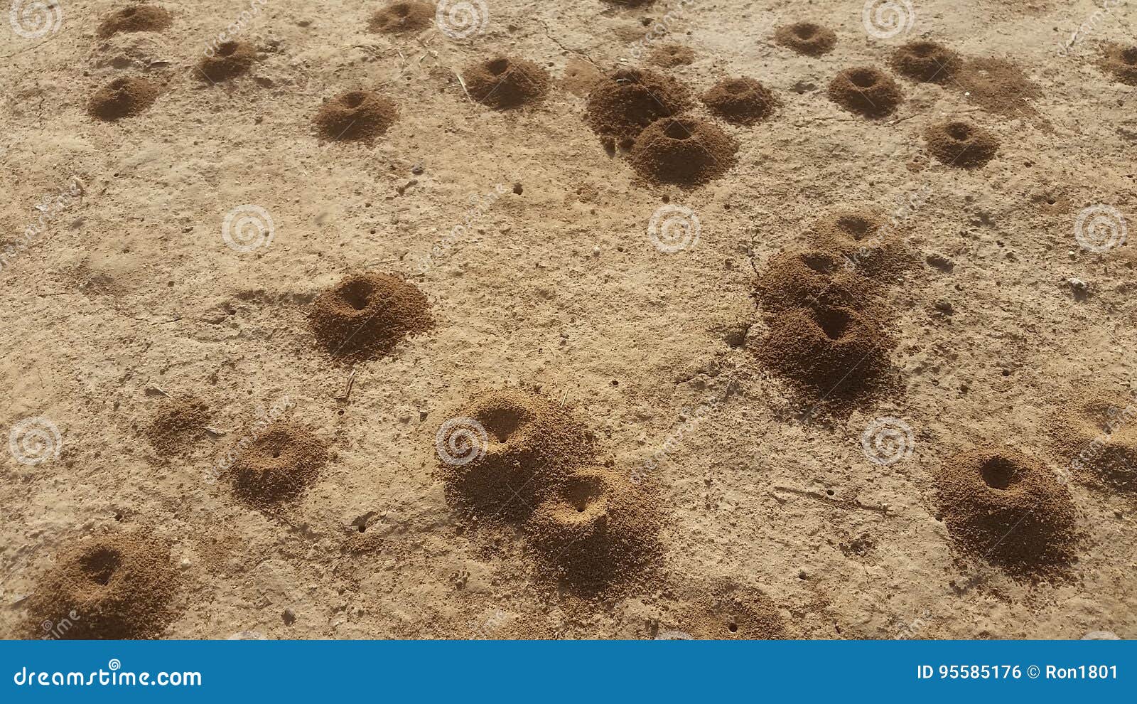 Desert ant hills stock photo. Image of still, organism - 95585176