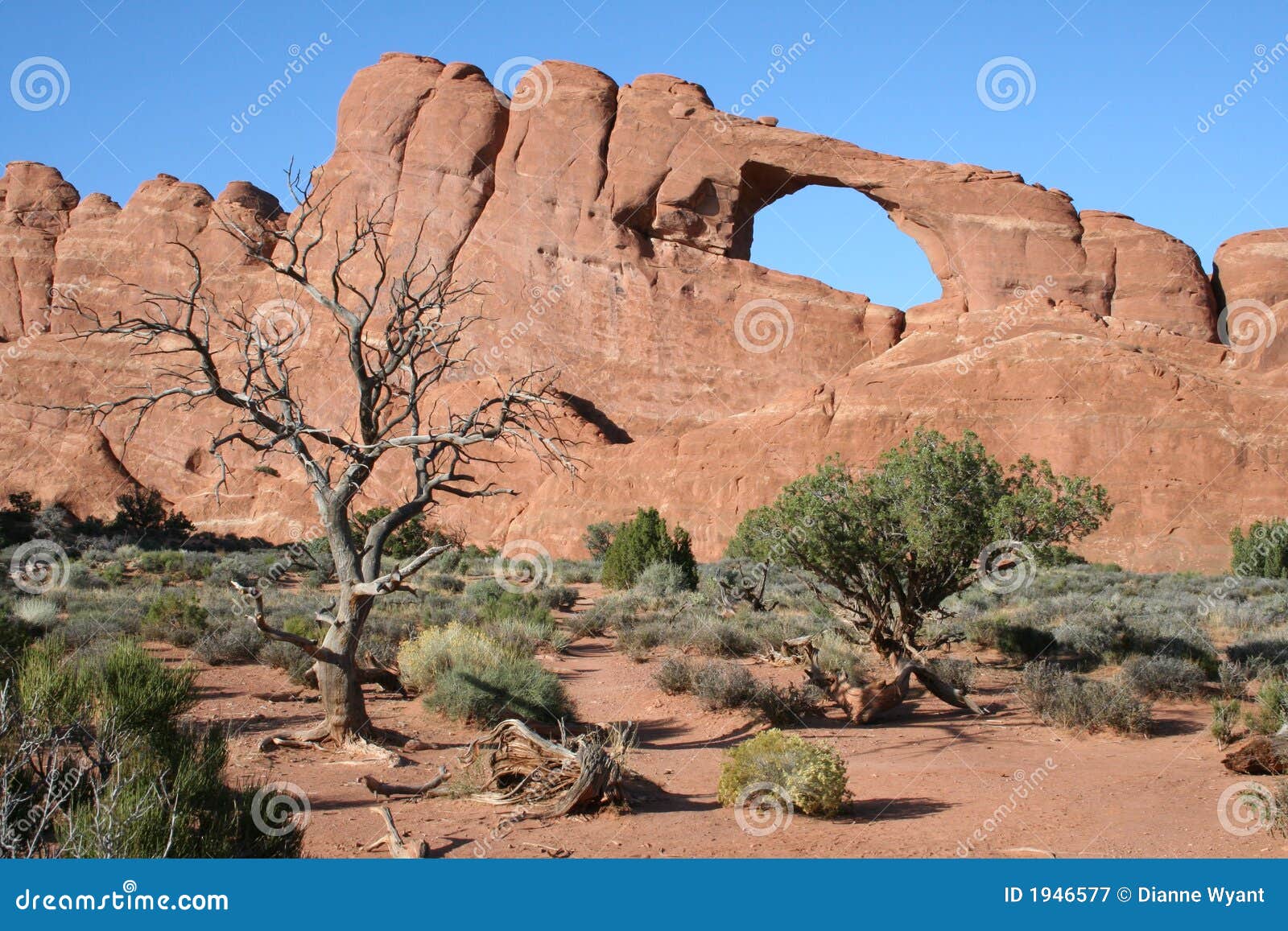 Desert arch stock image. Image of brush, desert, tree - 1946577