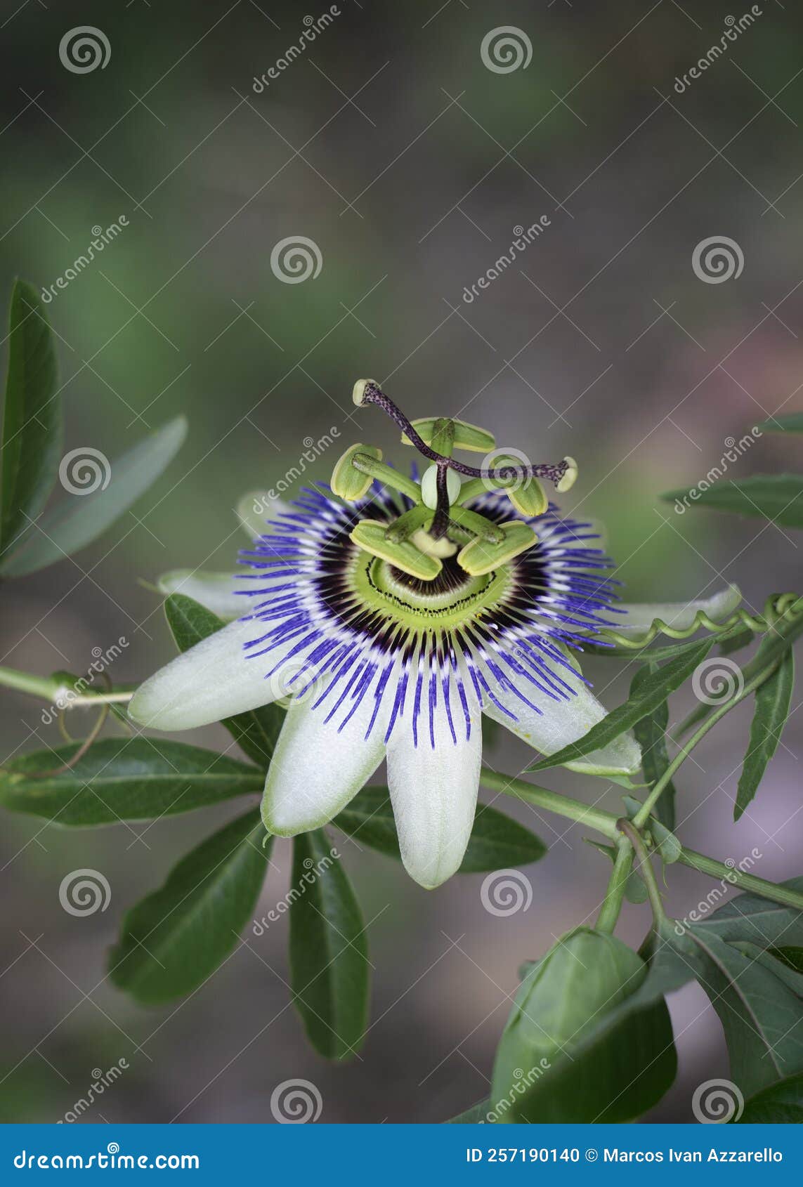 Desert Area Flower. Macro Photo Stock Photo - Image of yellow, produce ...