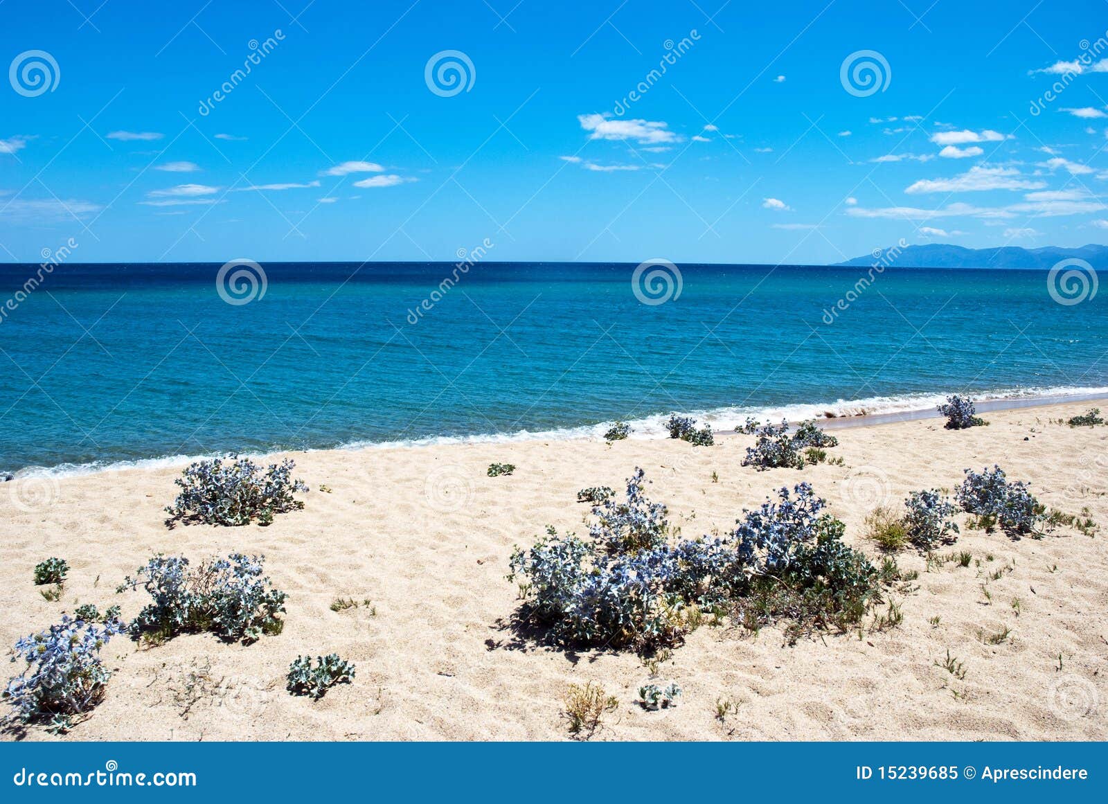 Desert beach stock image. Image of pines, season, clear - 15239685