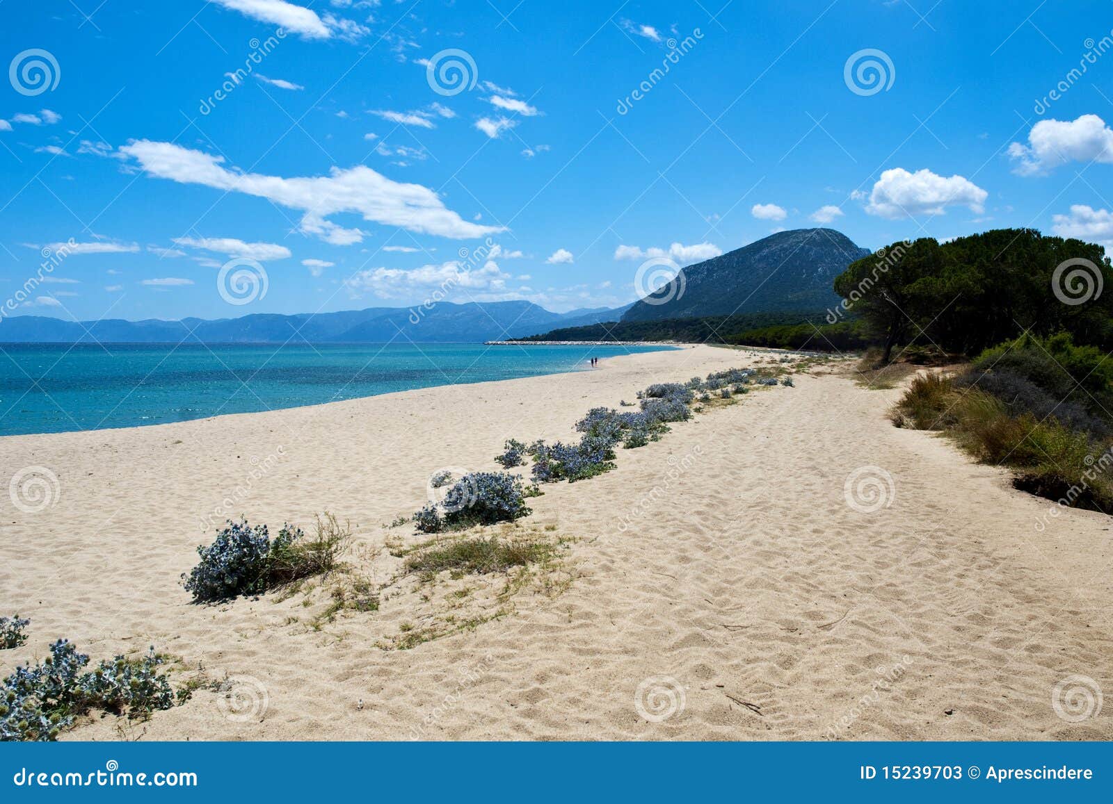 Desert beach stock image. Image of clear, season, holiday - 15239703
