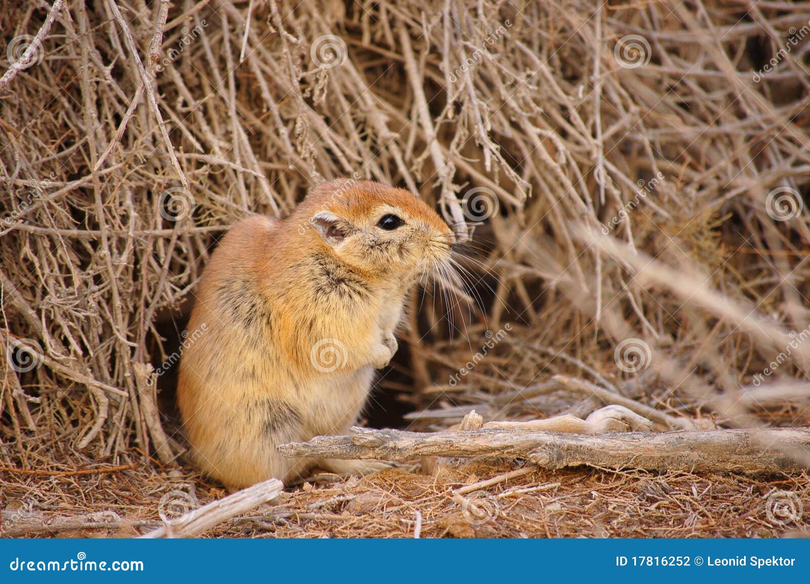 Desert beaver. stock photo. Image of castor, sitting - 17816252