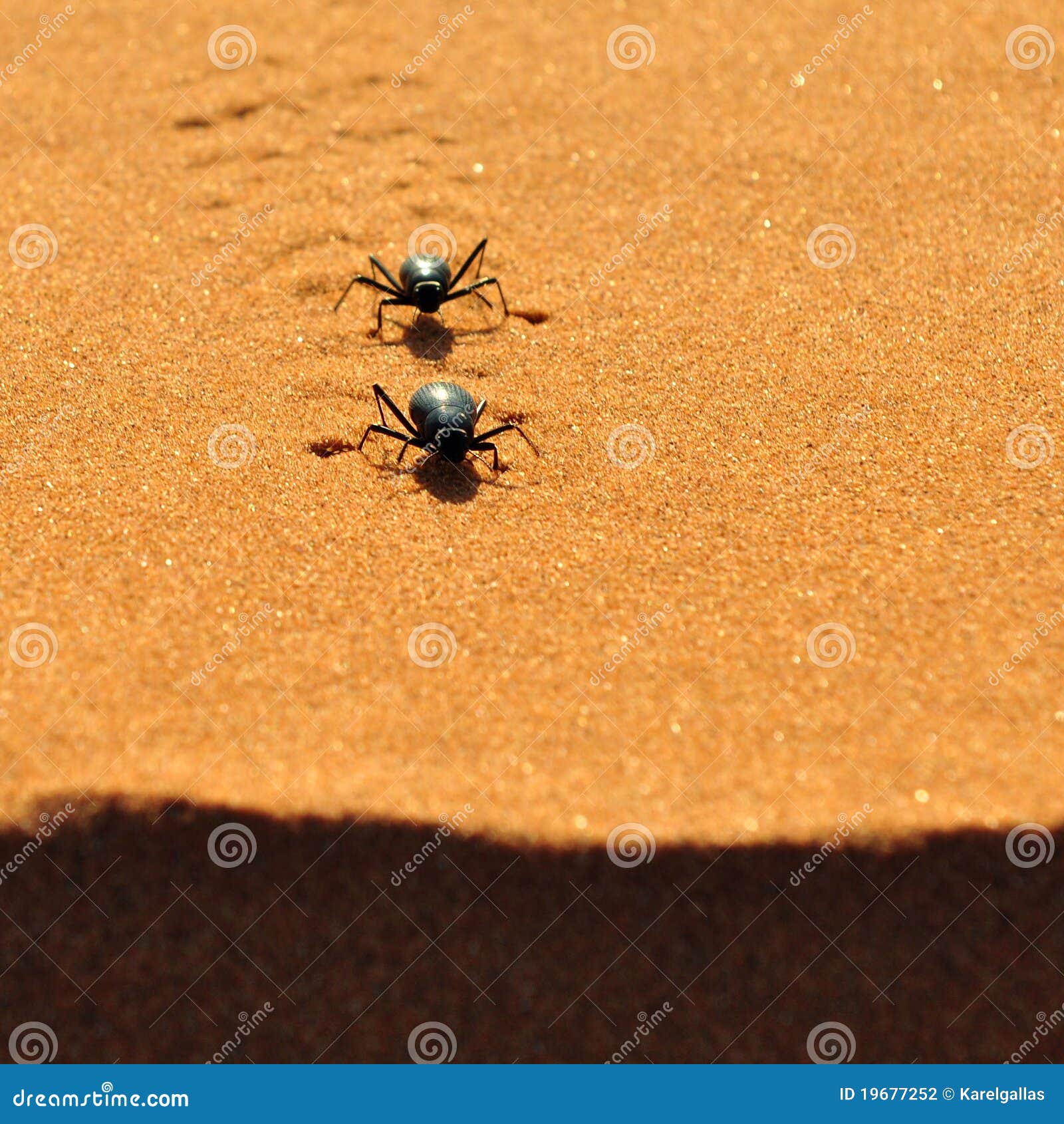 Desert beetle stock photo. Image of black, chafer, africa - 19677252