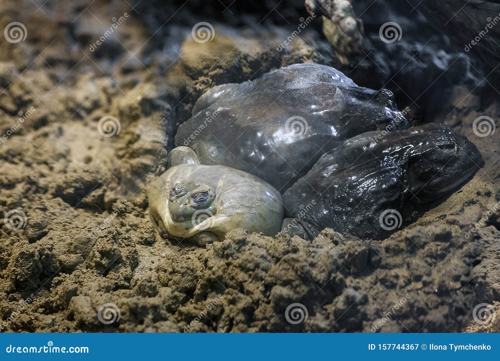 Desert Big Colorado River Toads Sleeping, Soft Focus Stock Image ...