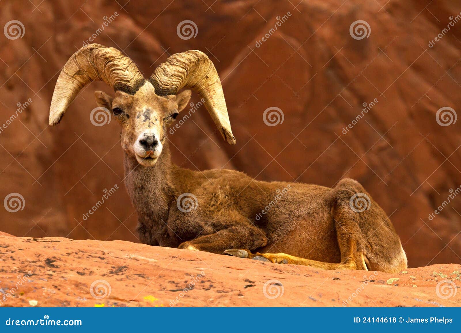Desert Big Horn Ram Sheep on Red Rocks Stock Photo - Image of fire ...