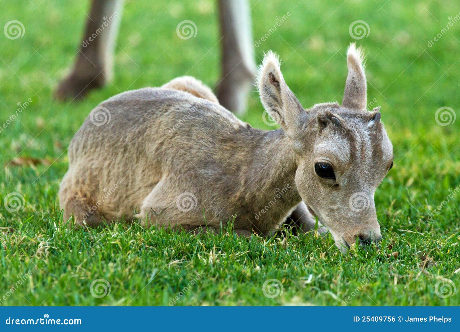 Desert Big Horn Sheep Baby Lamb Stock Photo - Image of bighorn, nevada ...
