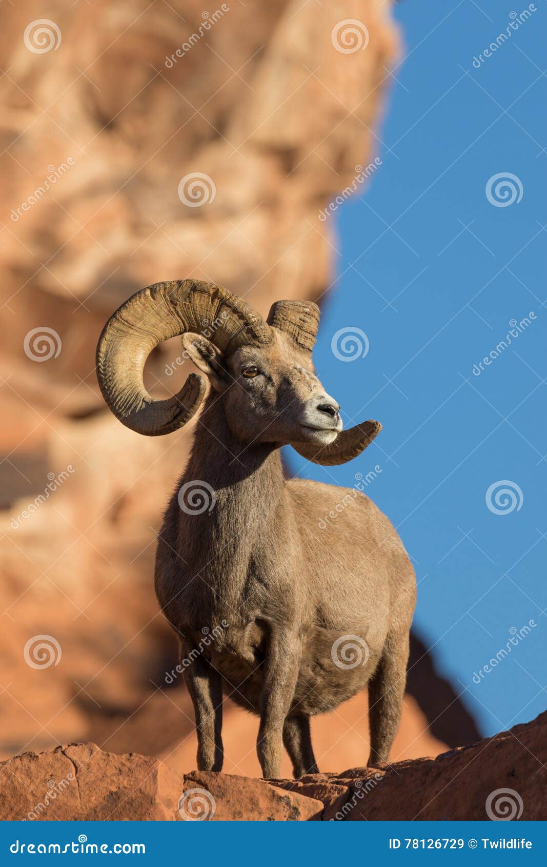Desert Bighorn Ram Posing stock image. Image of wildlife - 78126729