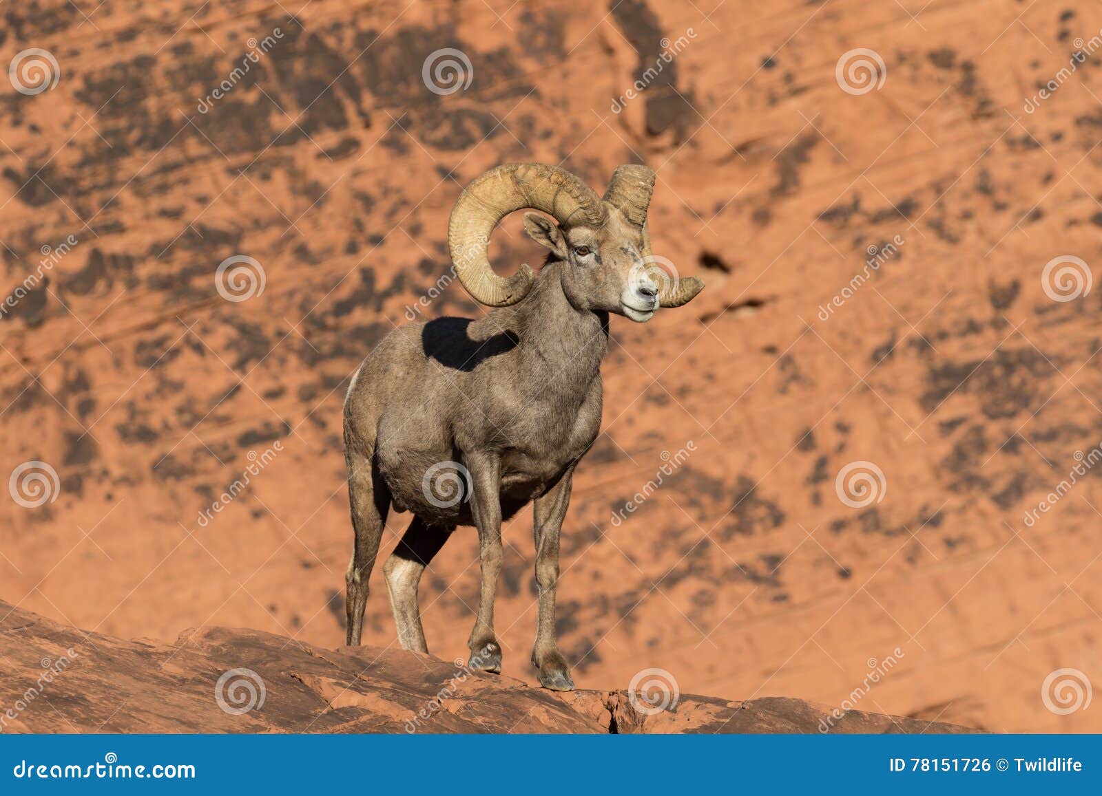 Desert Bighorn Ram in Red Rocks Stock Photo - Image of animal, nature ...