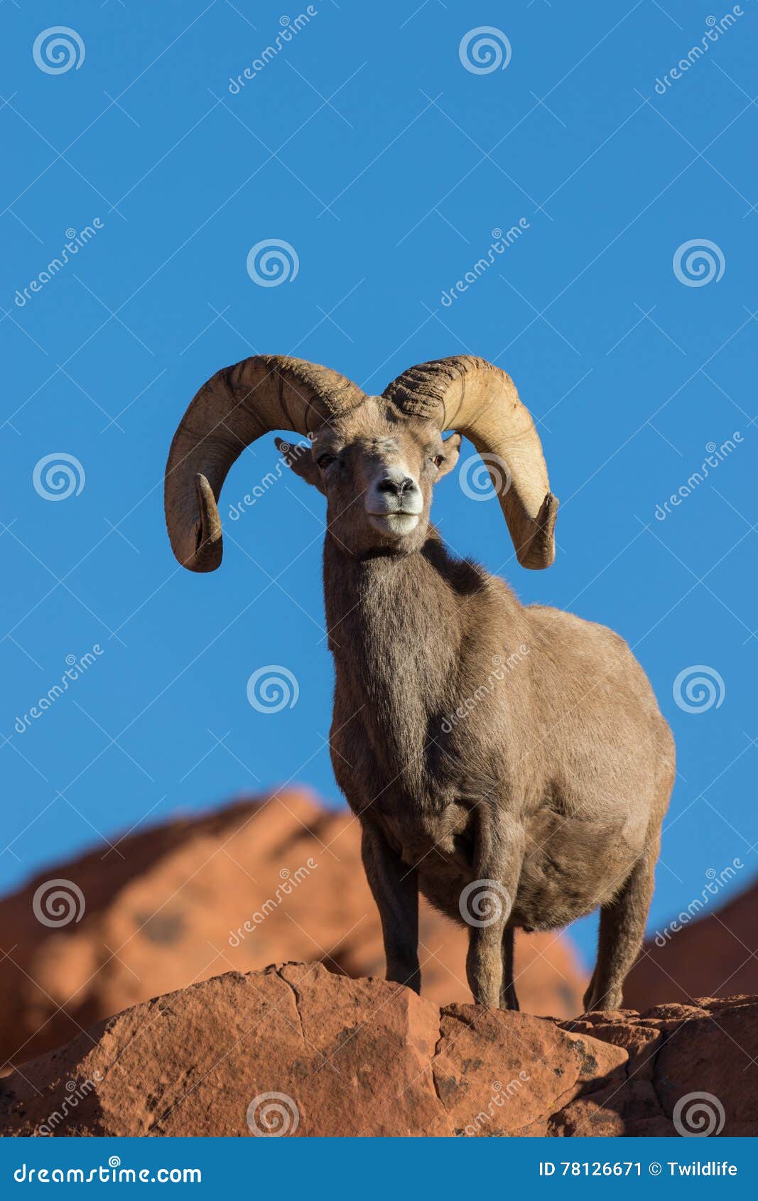 Desert Bighorn Ram on rock stock image. Image of nature - 78126671