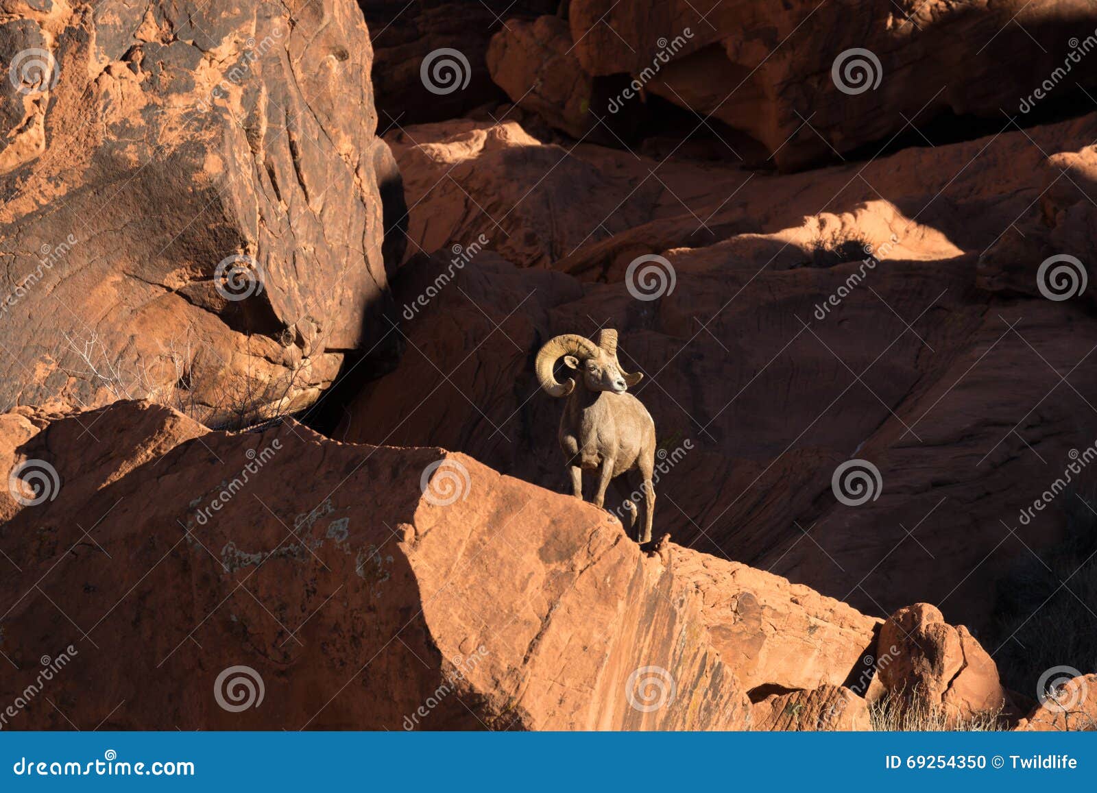 Desert Bighorn Ram in Rocks Stock Photo - Image of bighorn, wild: 69254350