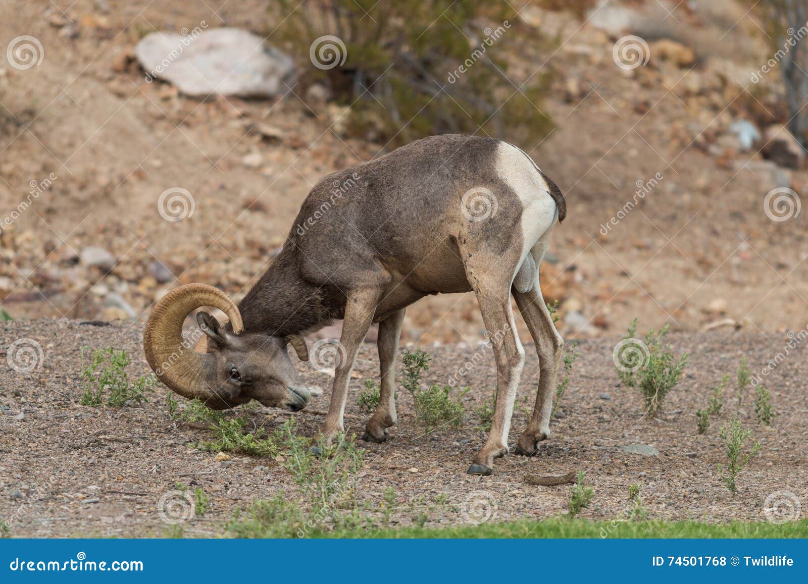 Desert Bighorn Ram stock photo. Image of bighorn, nature - 74501768