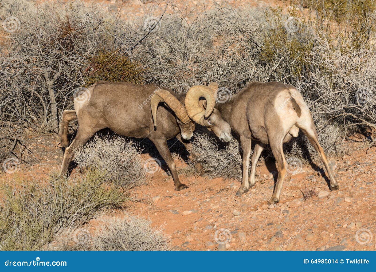 Desert Bighorn Rams Fighting Stock Photo - Image of wildlife, male ...