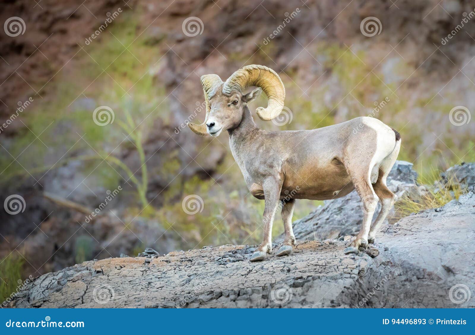 Desert Bighorn Sheep on Cliff Side Stock Image - Image of bighorn ...