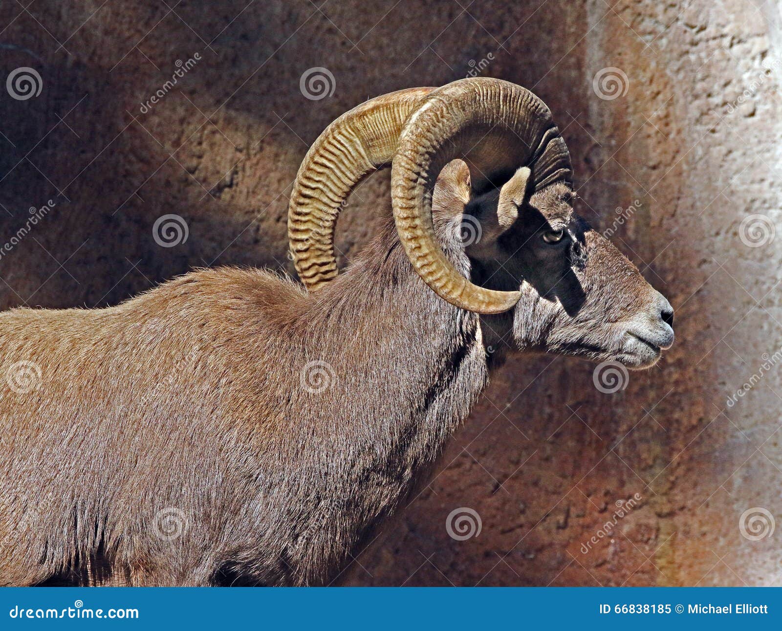 Desert Bighorn Sheep stock image. Image of outdoors, climber - 66838185