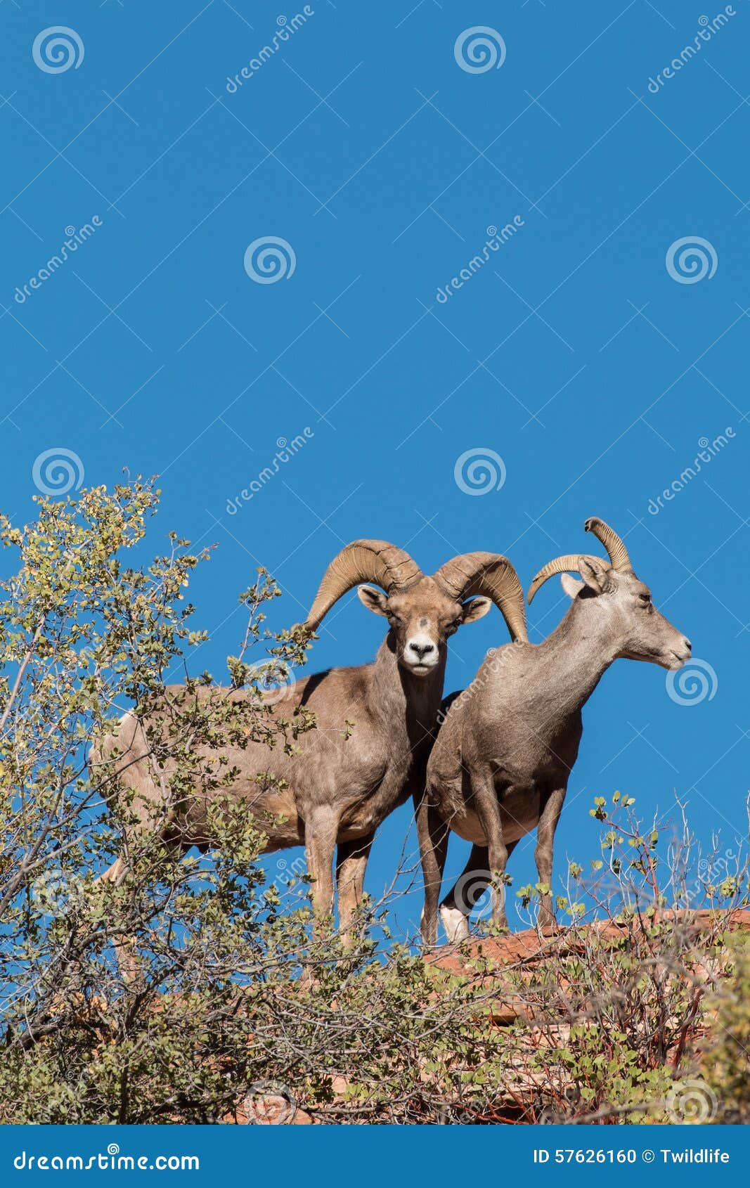 Desert Bighorn Sheep Ram and Ewe Stock Photo - Image of zion, outdoors ...